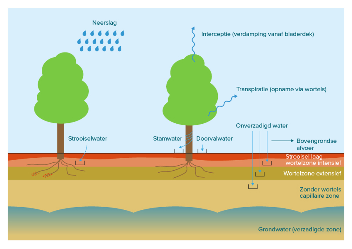 Grondwater, neerslag en verdamping